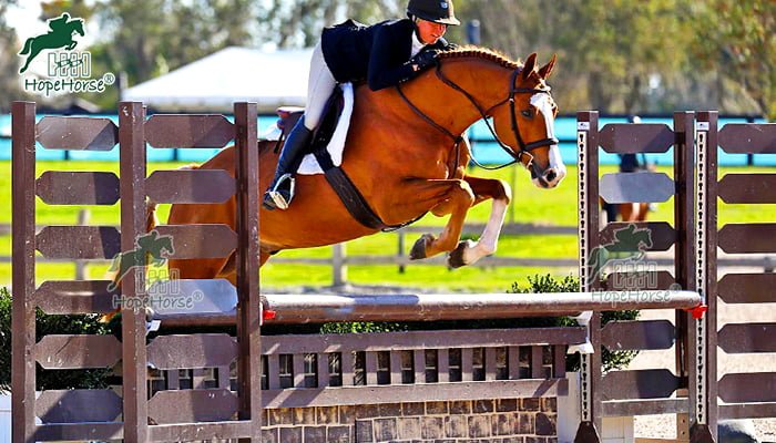 Wooden show jumps